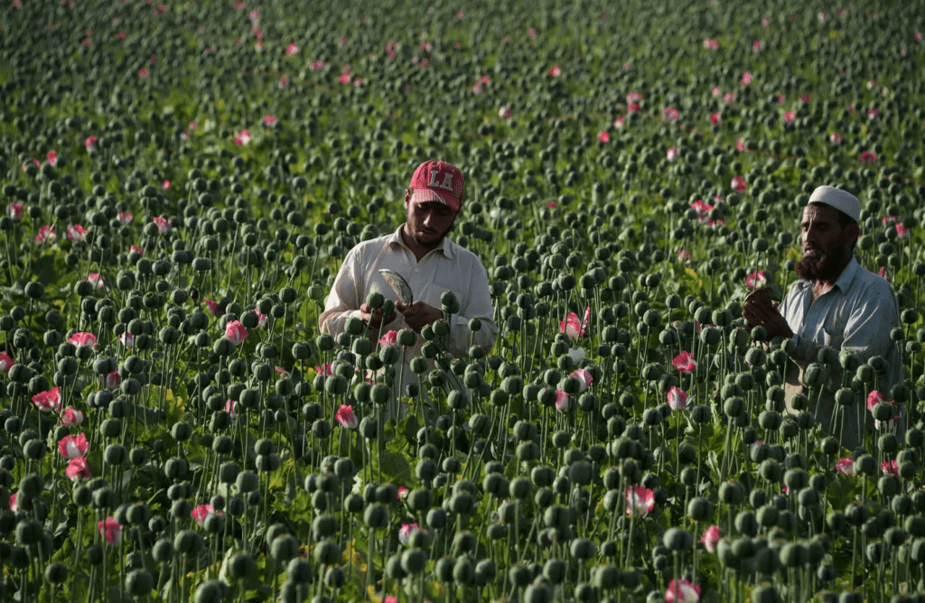 The Domestic and International Impact of Pakistan's Drug Trade | Khalsa Vox