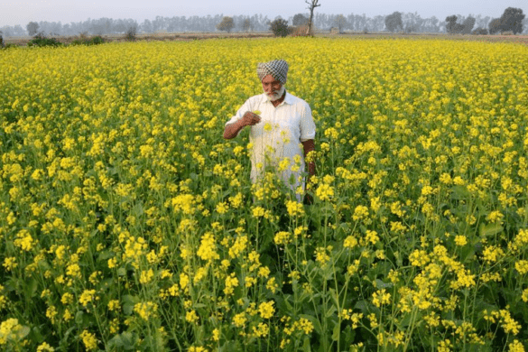 From Bees to Business: The Inspiring Journey of Gobinder Singh Randhawa ...